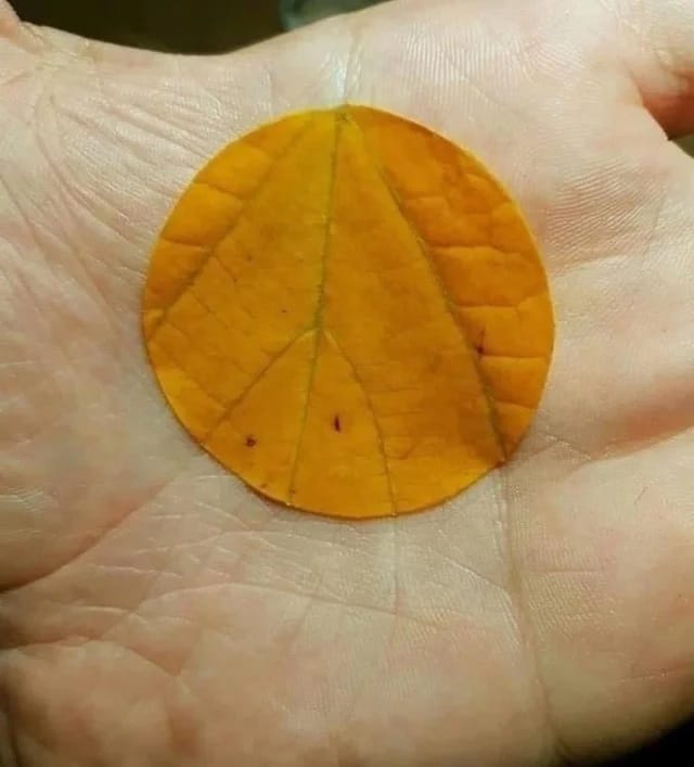 10 Oddly Satisfying 'Perfect Images' People Accidentally Found - Genmice