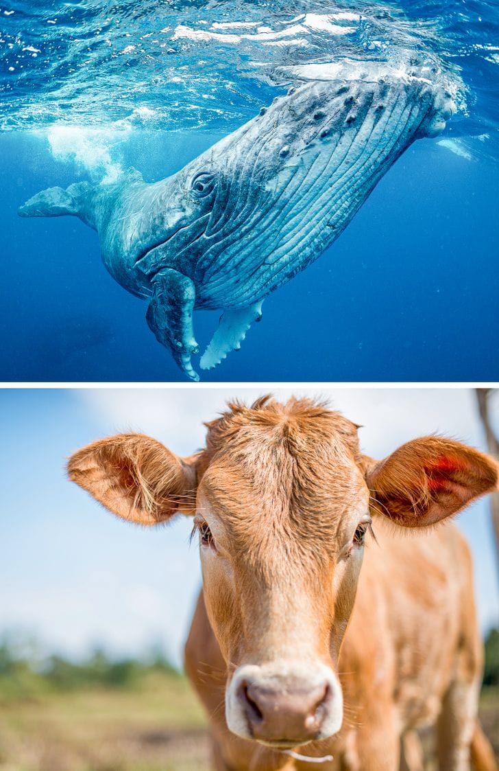 7 Animals You Had No Idea Were Related To Each Other - Genmice